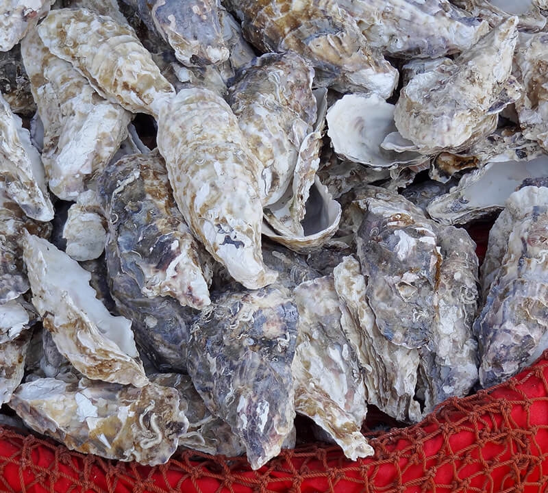 Fone Tai Seawool Fabric Manufacturer - Best Fabric from Oyster Shell